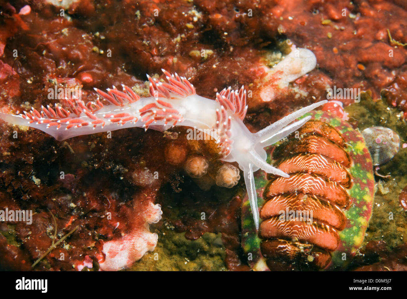 Coryphella nudibranch hi-res stock photography and images - Alamy
