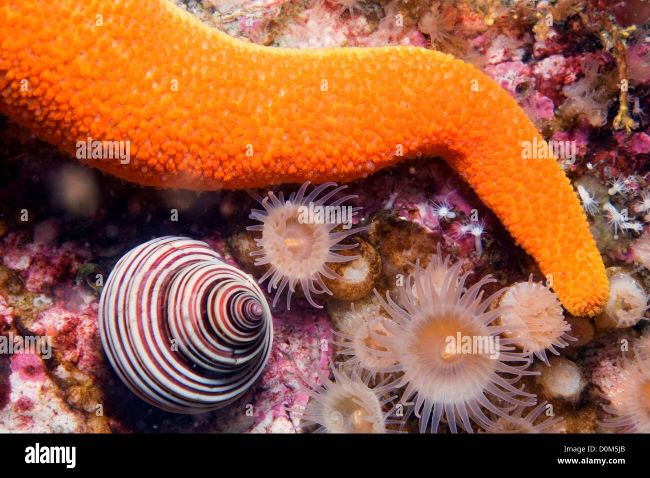 Turban snail hi-res stock photography and images - Alamy
