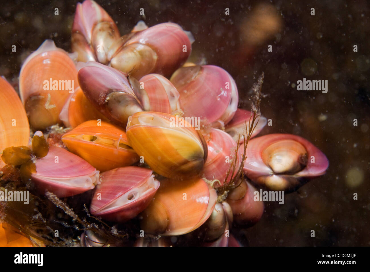 Discordant mussels (Musculus discors), Sitka area, Inside Passage ...