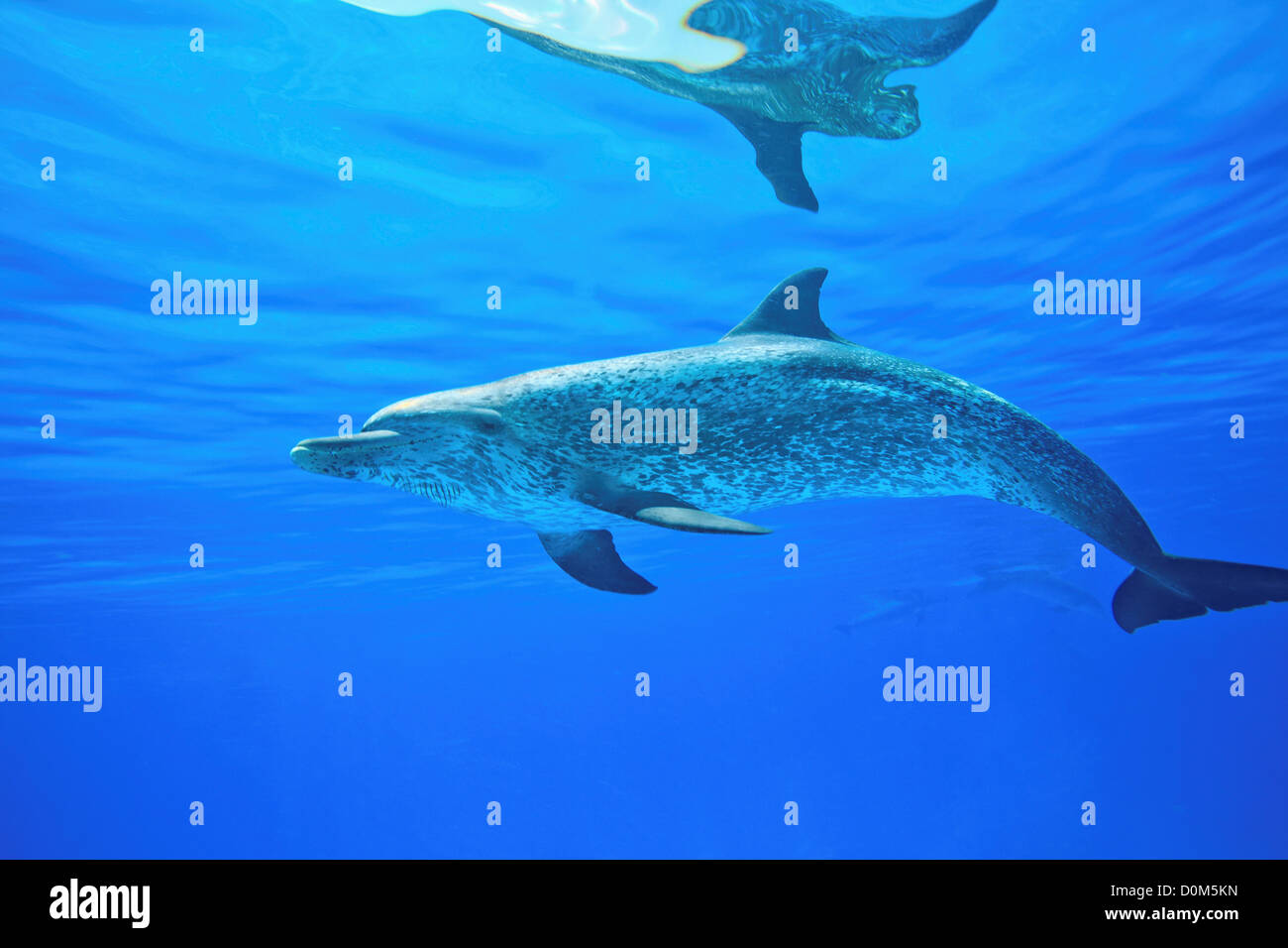 Atlantic Spotted Dolphin, Stenella frontalis Stock Photo - Alamy