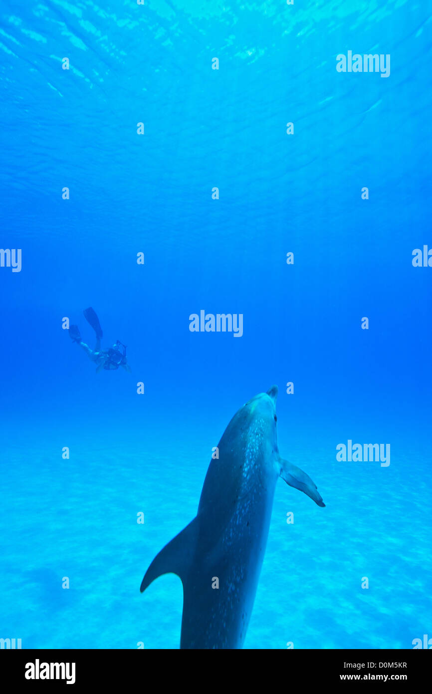 Mid atlantic ridge underwater hi-res stock photography and images - Alamy