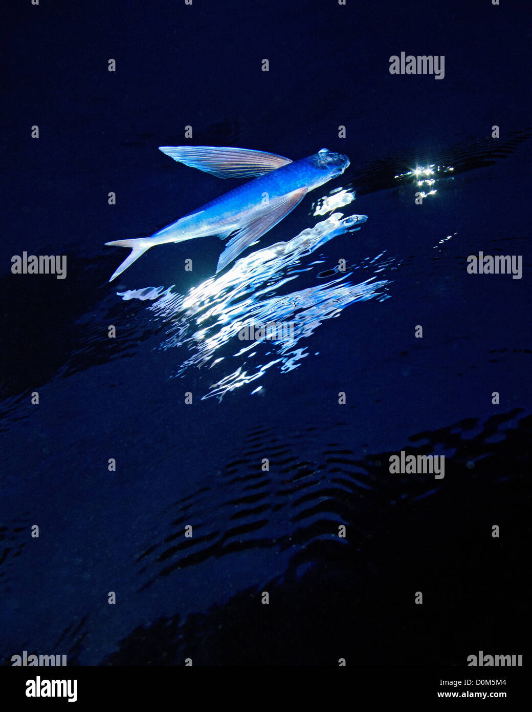 Fish fin ridge hi-res stock photography and images - Alamy