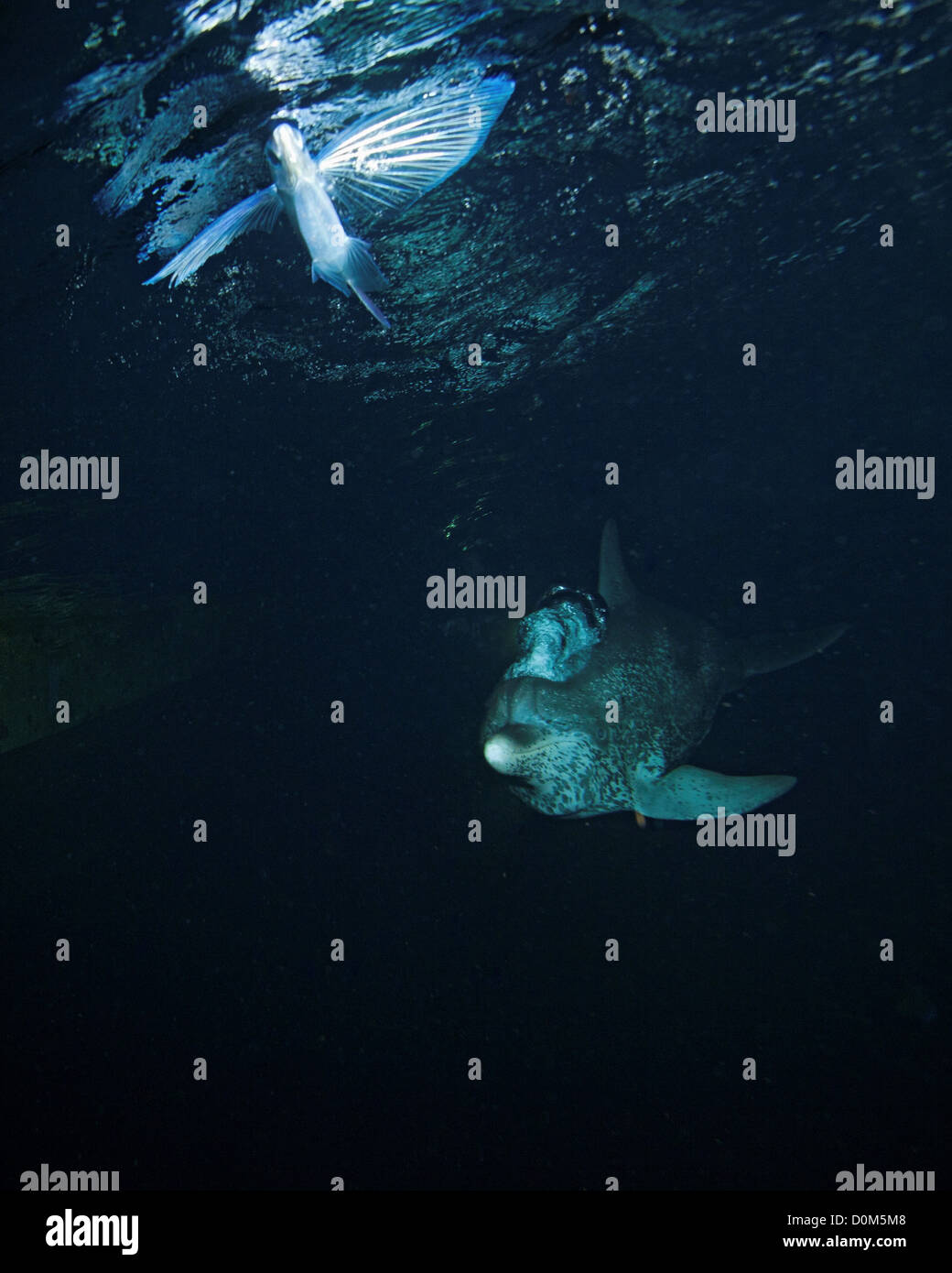 Flying fish flees approaching Atlantic Spotted Dolphin Stock Photo - Alamy