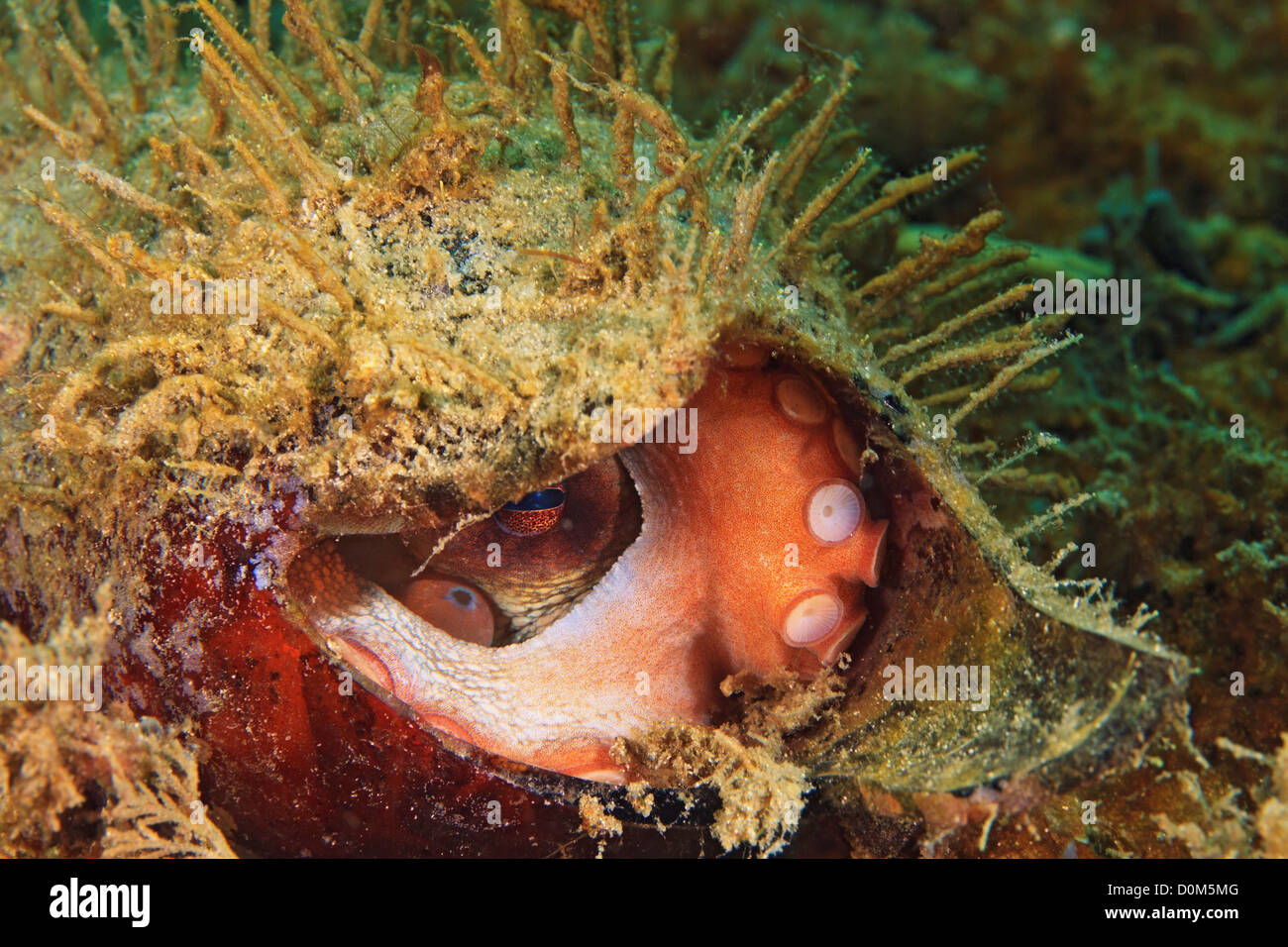 Common octopus octopus vulgaris in hi-res stock photography and images ...