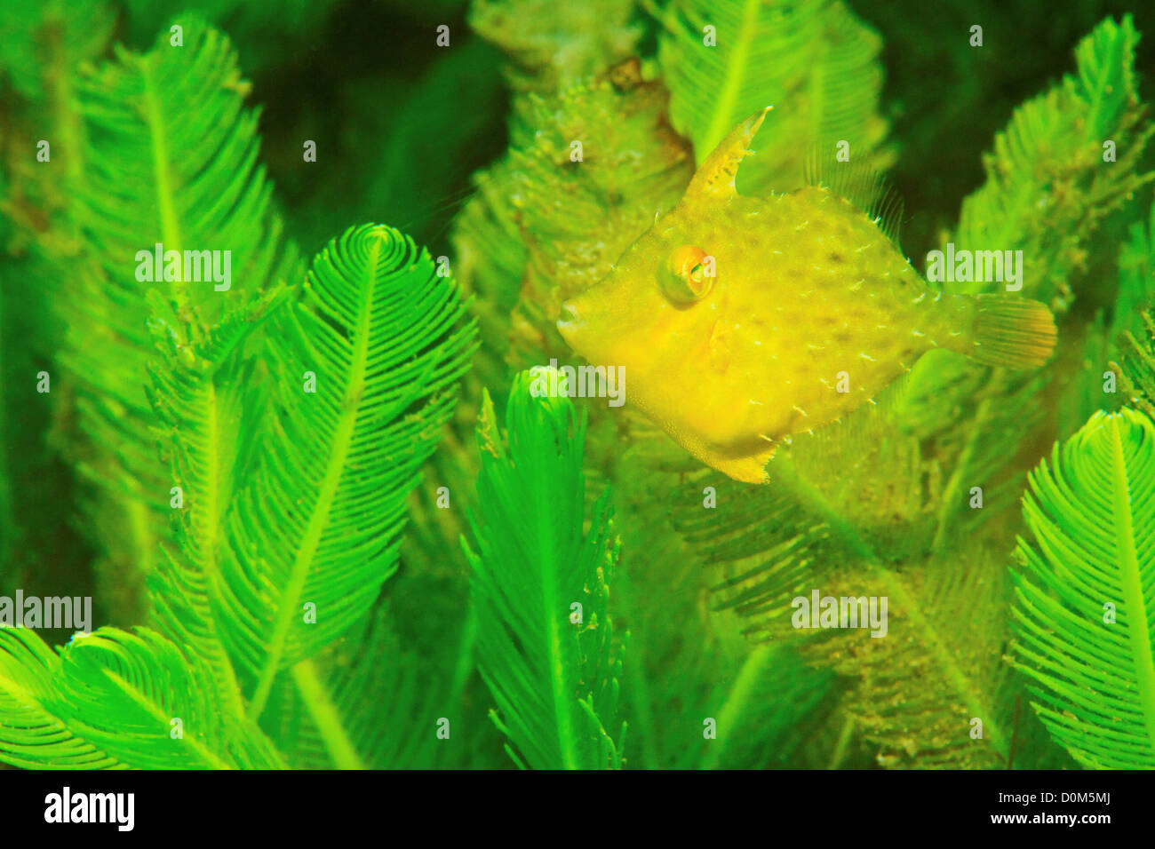 Slender Filefish, Monacanthus tuckeri, hides among seaweed Stock Photo ...