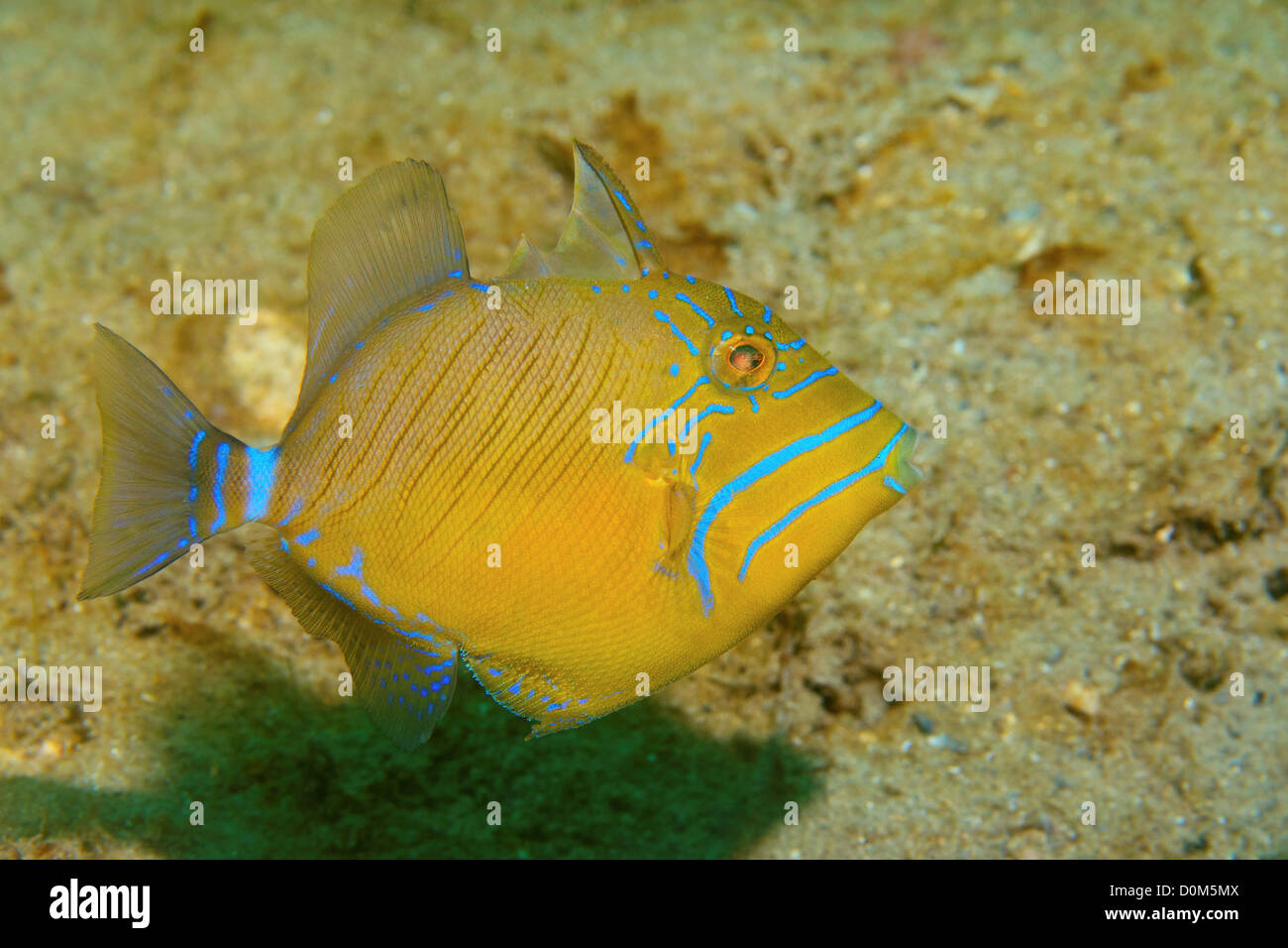 Juvenile Queen Triggerfish