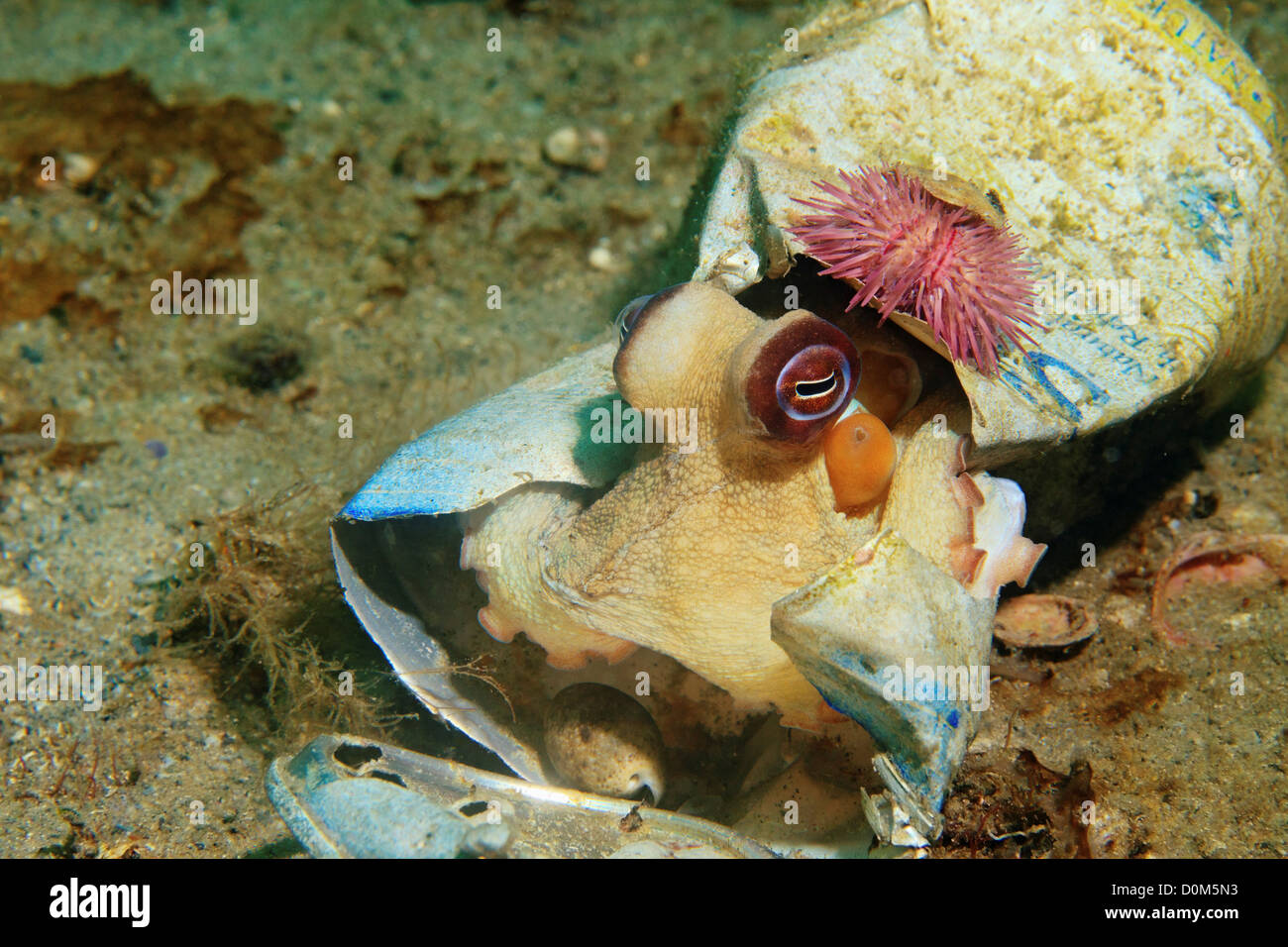 Common Octopus, Octopus vulgaris, hiding in broken beer can Stock Photo ...