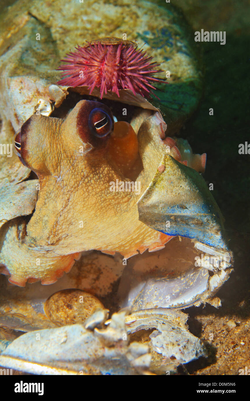 Common Octopus, Octopus vulgaris, hiding in broken beer can Stock Photo ...