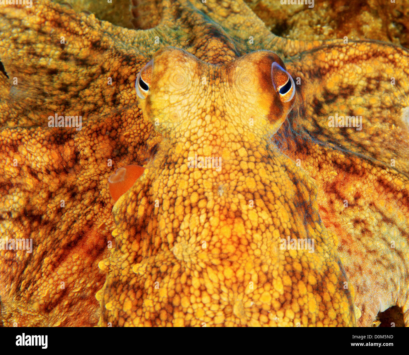 Common Octopus viewed from above Stock Photo - Alamy
