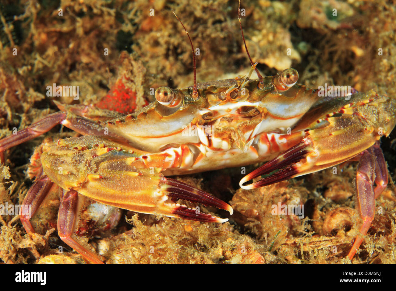 Red crab bridge hi-res stock photography and images - Alamy