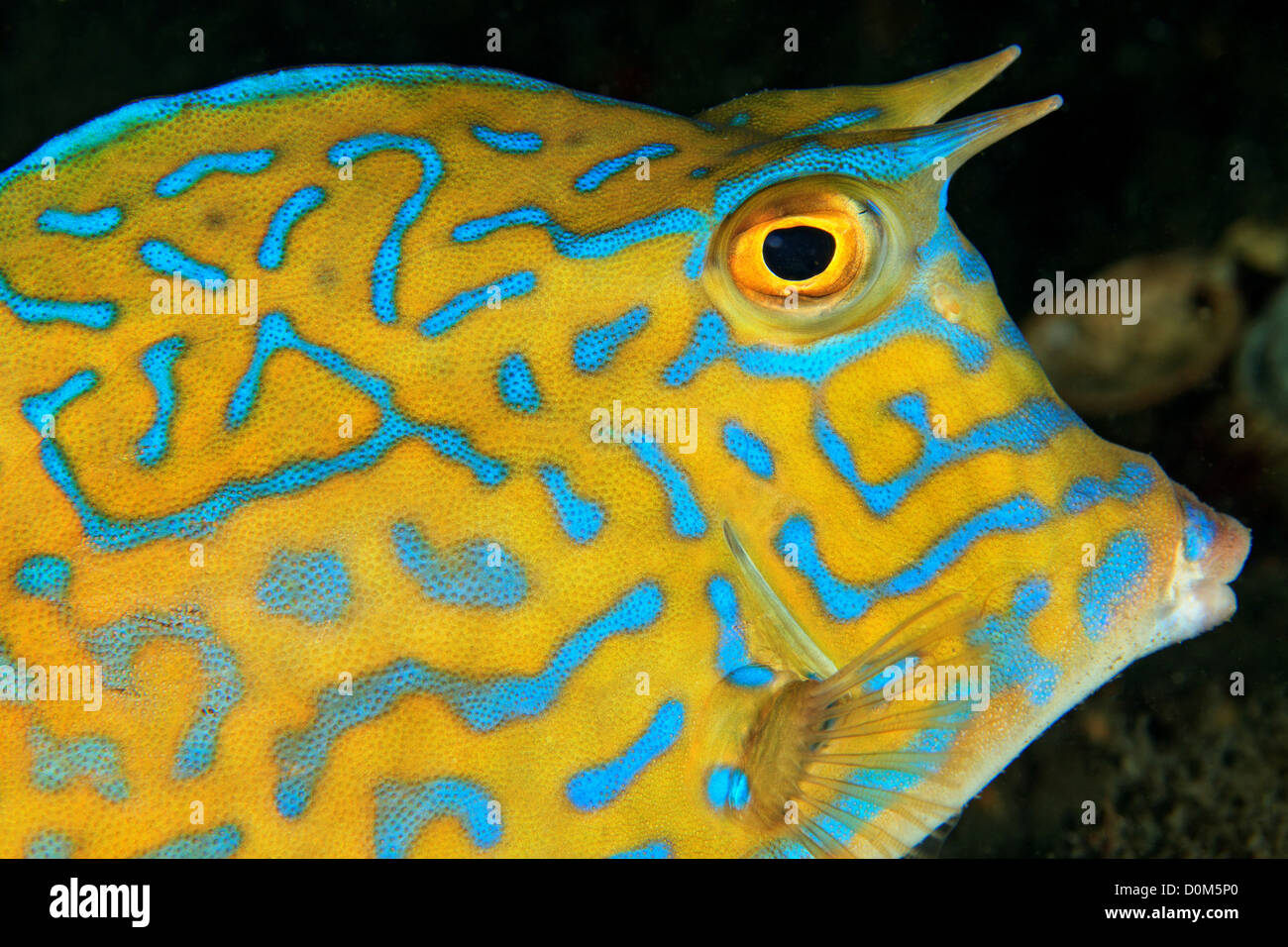 Scrawled Cowfish, Acanthostracion quadricornis, in profile Stock Photo ...