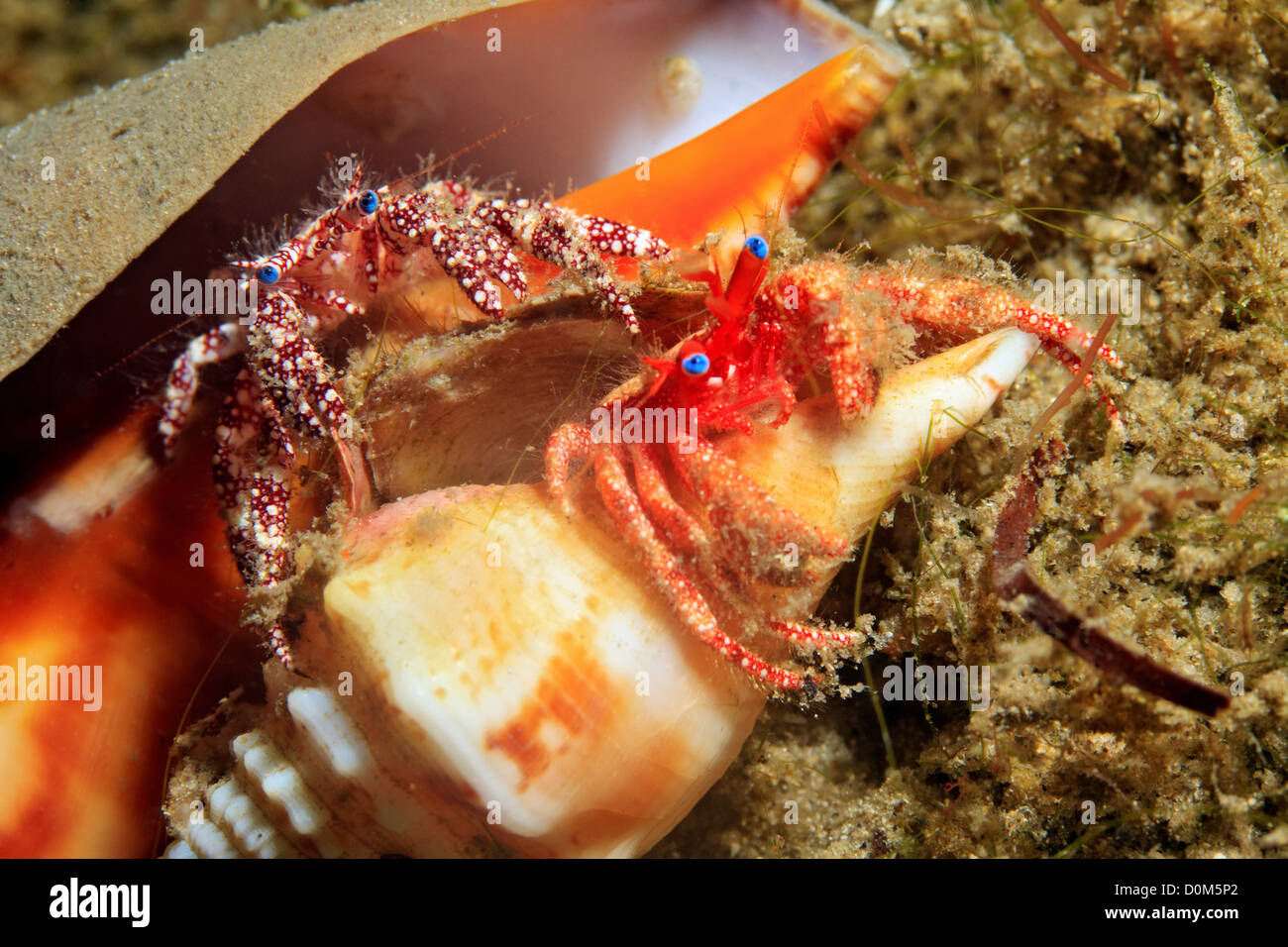 Speckled crabs hi-res stock photography and images - Alamy