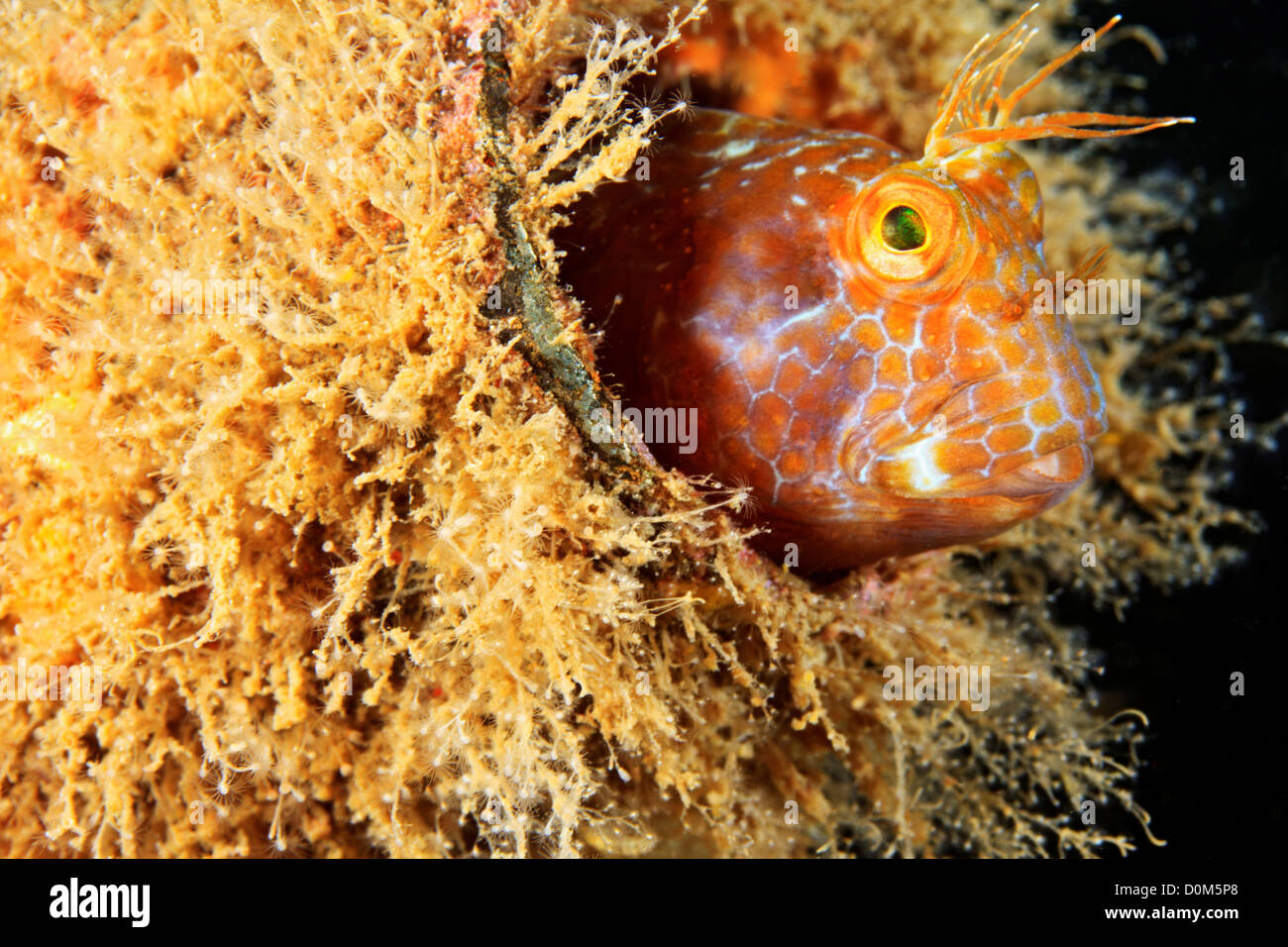 Hidey hole hi-res stock photography and images - Alamy