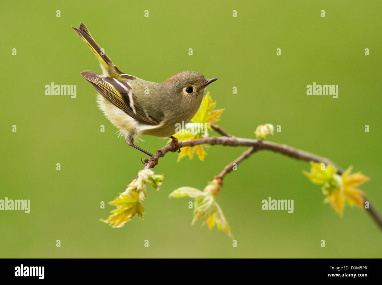 Ruby-crowned Kinglet (Regulus calendula) in spring Stock Photo - Alamy