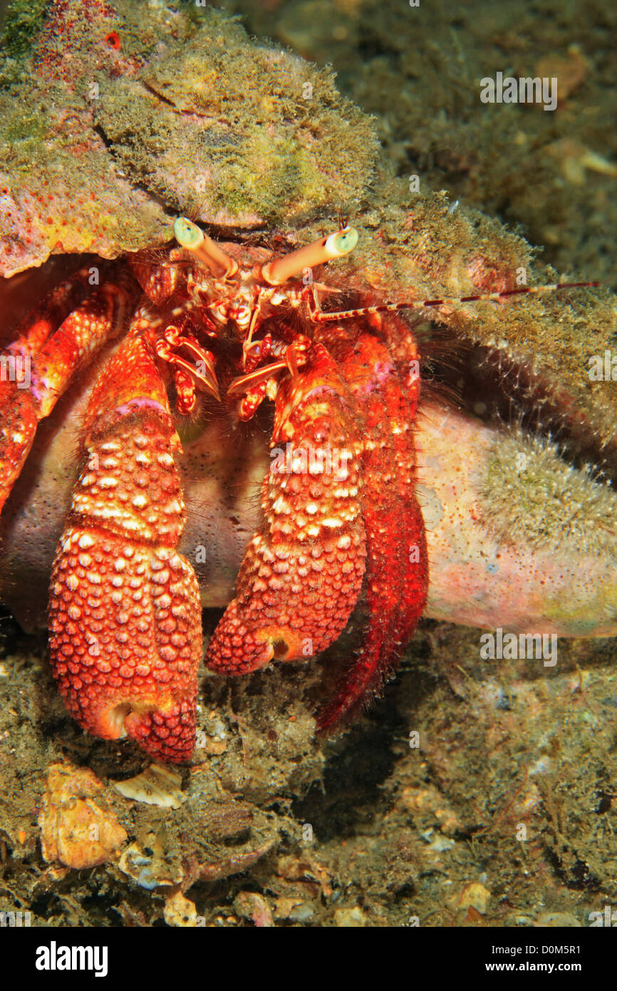 Giant Hermit Crab, Petrochirus diogenes Stock Photo - Alamy