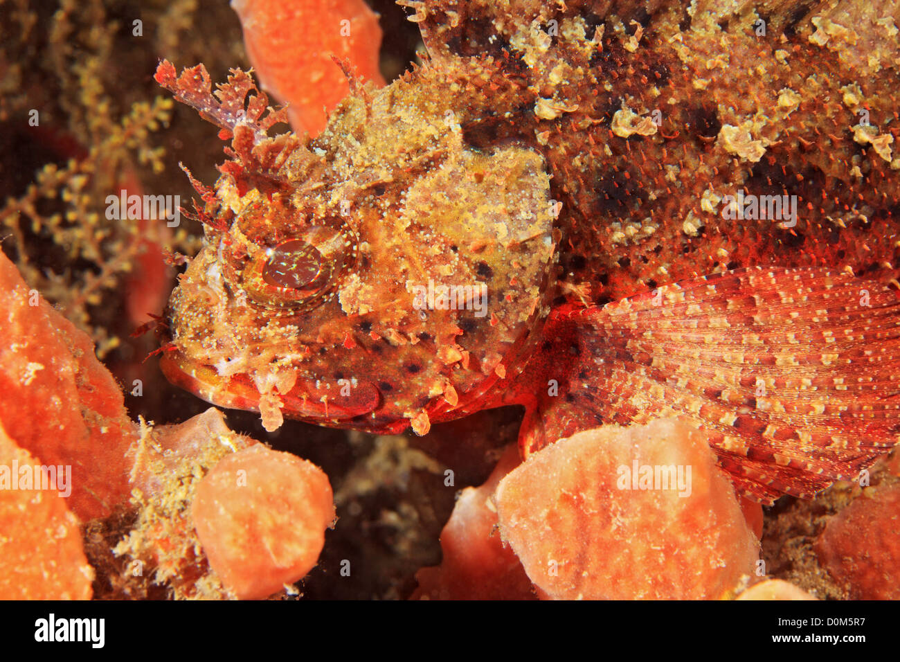 Spotted Scorpionfish, Scorpaena plumieri Stock Photo - Alamy