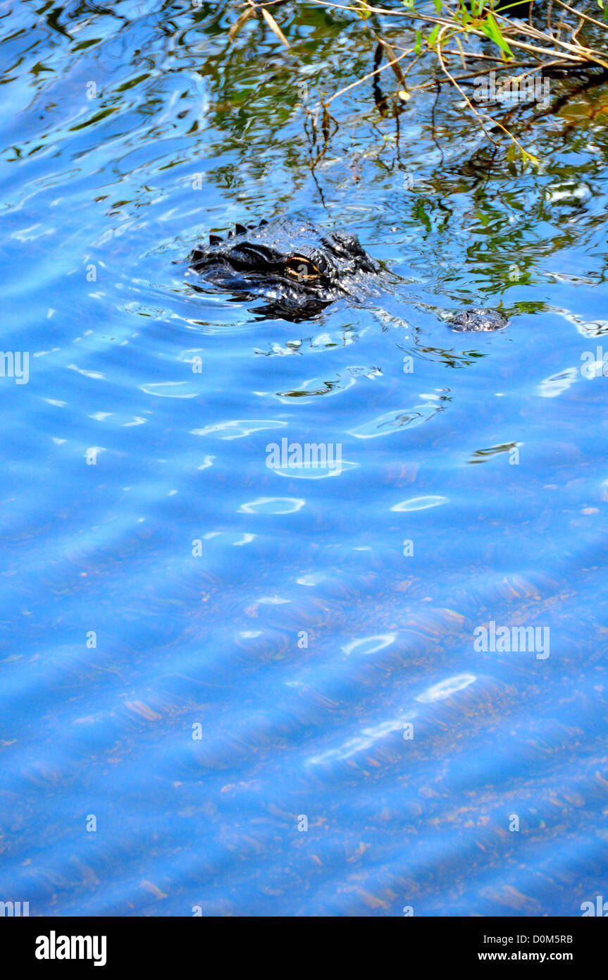 Lurking danger hi-res stock photography and images - Alamy