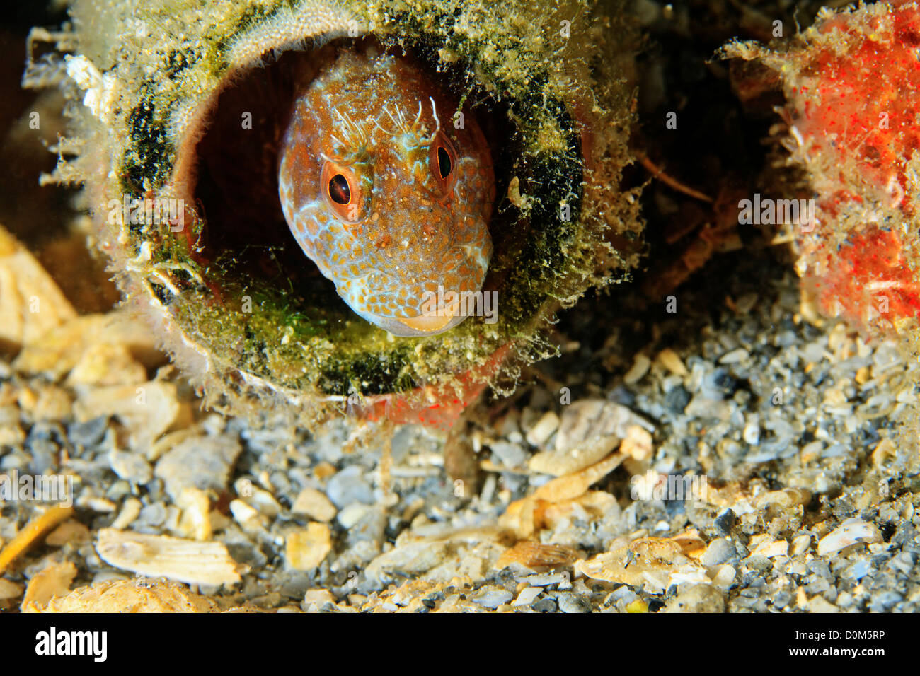 Hidey hole hi-res stock photography and images - Alamy