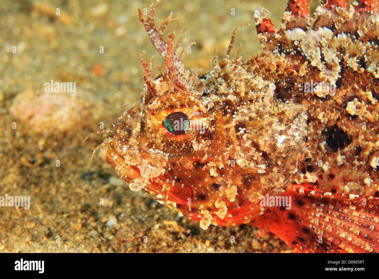 Spotted Scorpionfish, Scorpaena plumieri Stock Photo - Alamy Spotted Scorpionfish, Scorpaena plumieri Stock Photo - Alamy