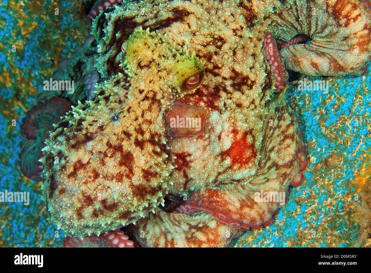 Caribbean Reef Octopus, Octopus briareus, feeding at night Stock Photo ...