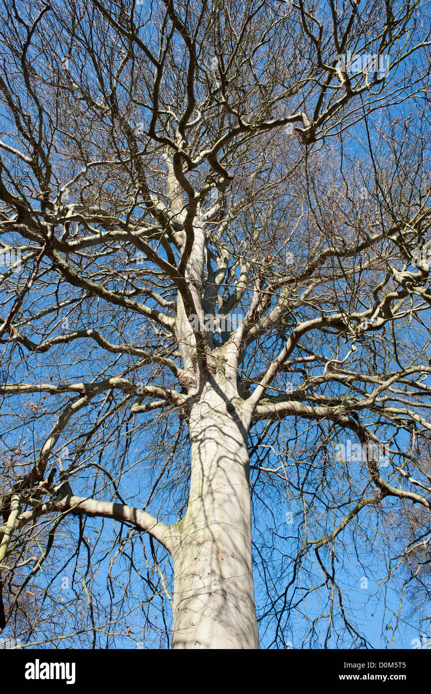 Common beech trees (Fagus sylvatica) against clear blue sky. England ...