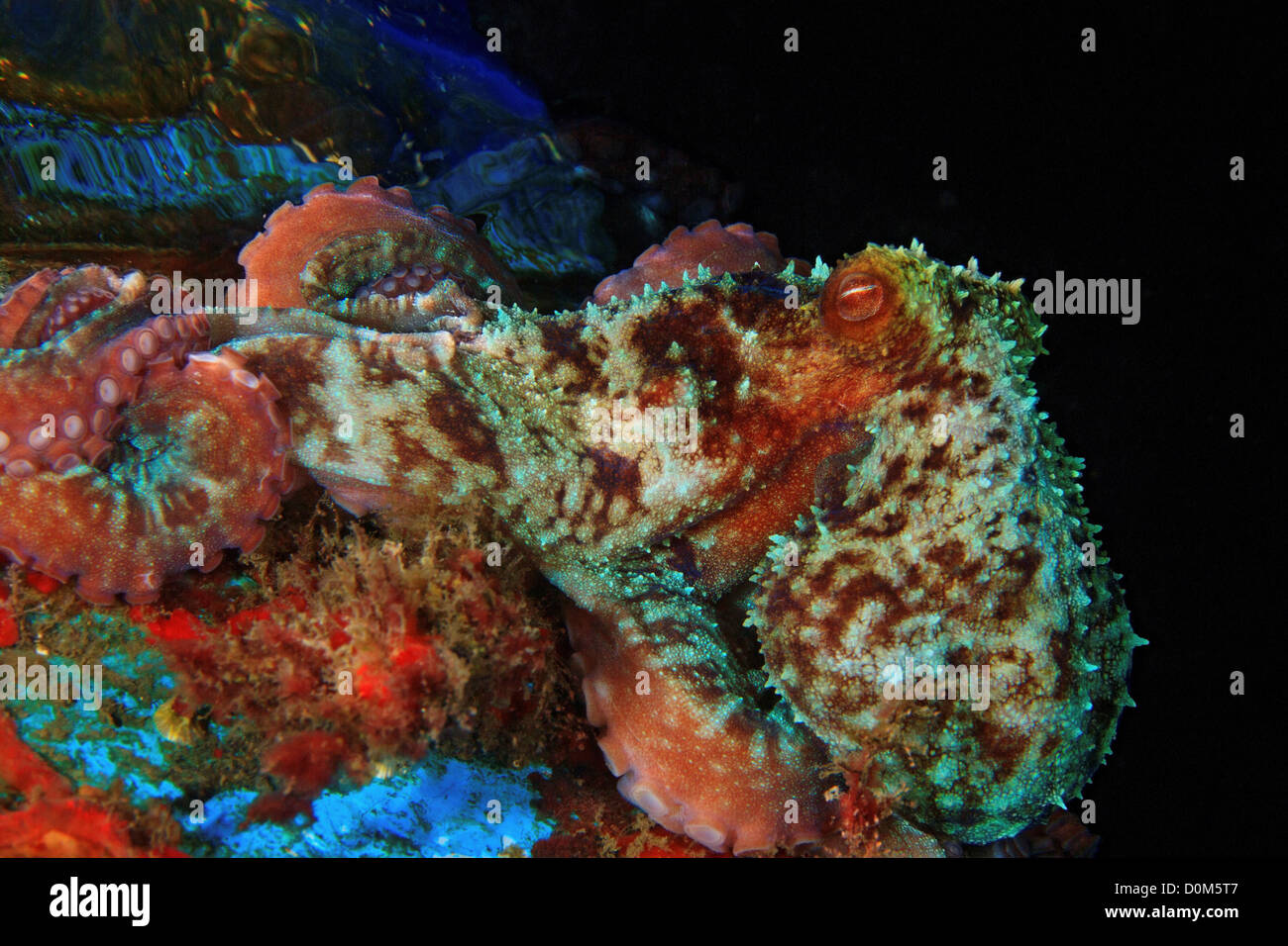 Caribbean Reef Octopus, Octopus briareus, feeding at night Stock Photo ...