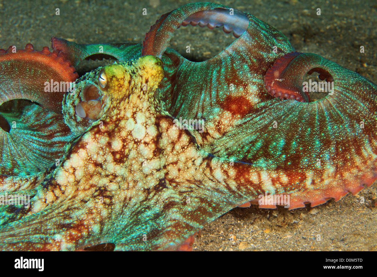 Caribbean Reef Octopus, Octopus briareus, hunting at night Stock Photo ...