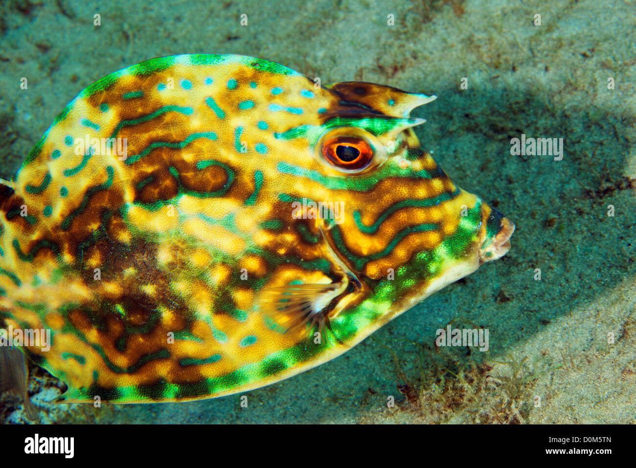 Scrawled Cowfish, Acanthostracion quadricornis, in profile Stock Photo ...