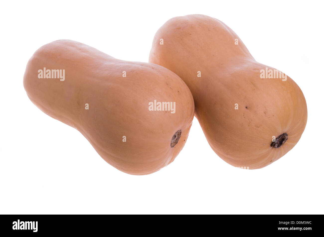 Two ripe harvested butternut squash isolated on white Stock Photo - Alamy