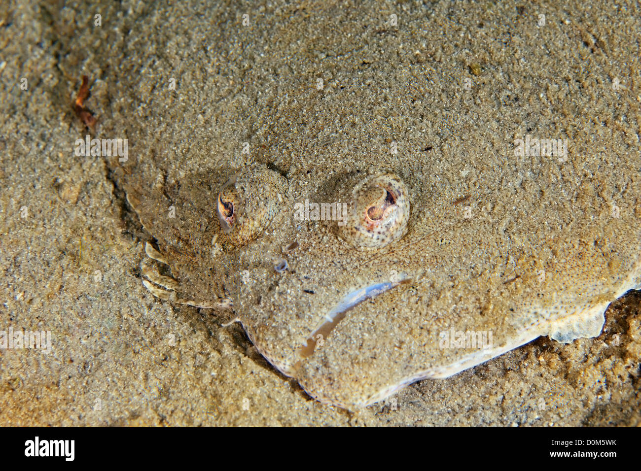 Eyed Flounder, Bothus ocellatus Stock Photo - Alamy