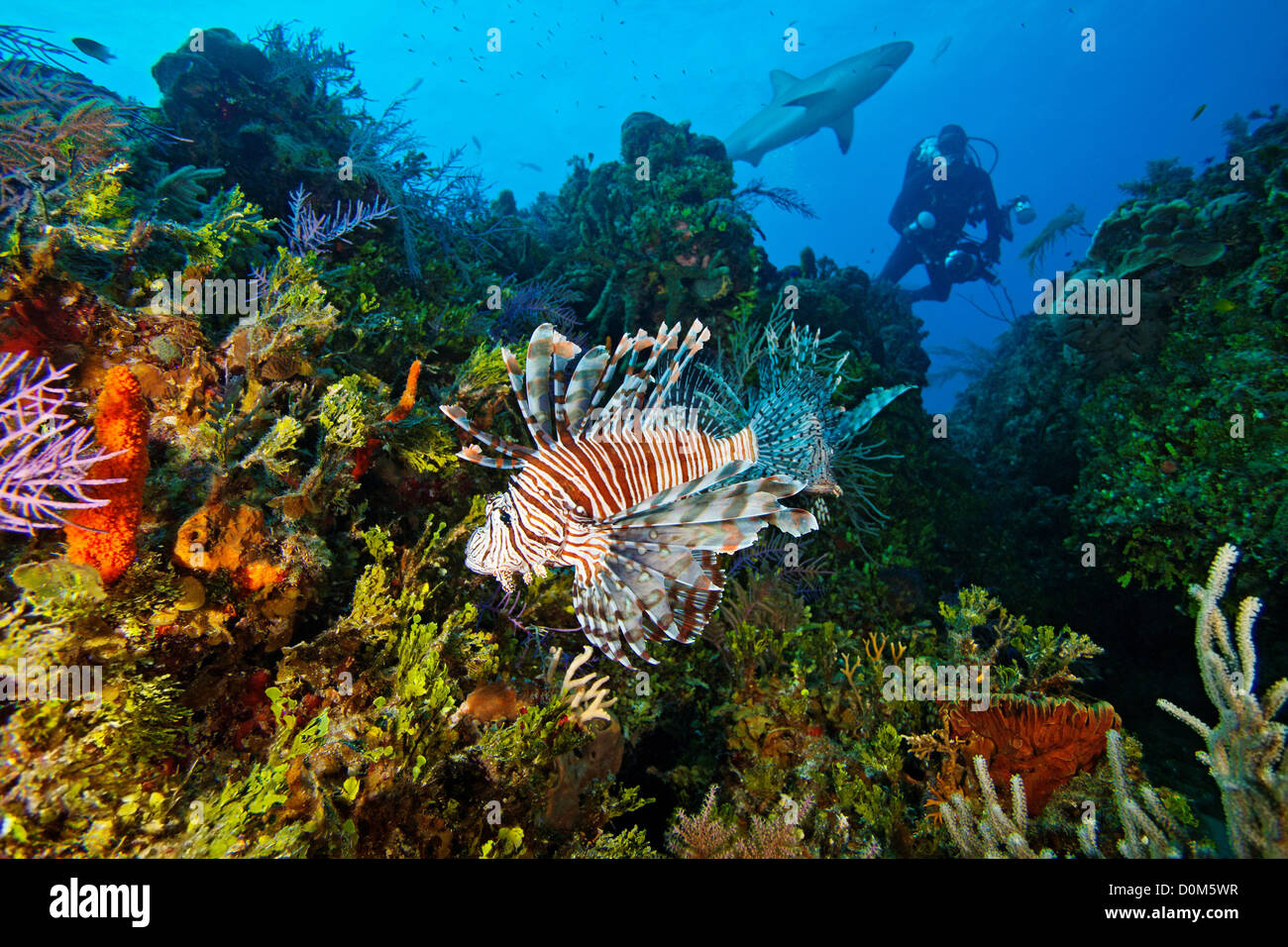 Indo pacific species hi-res stock photography and images - Alamy