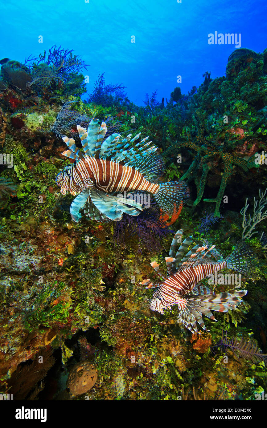 Indo Pacific Lionfish, or Red Lionfish, Pterios volitans Stock Photo ...