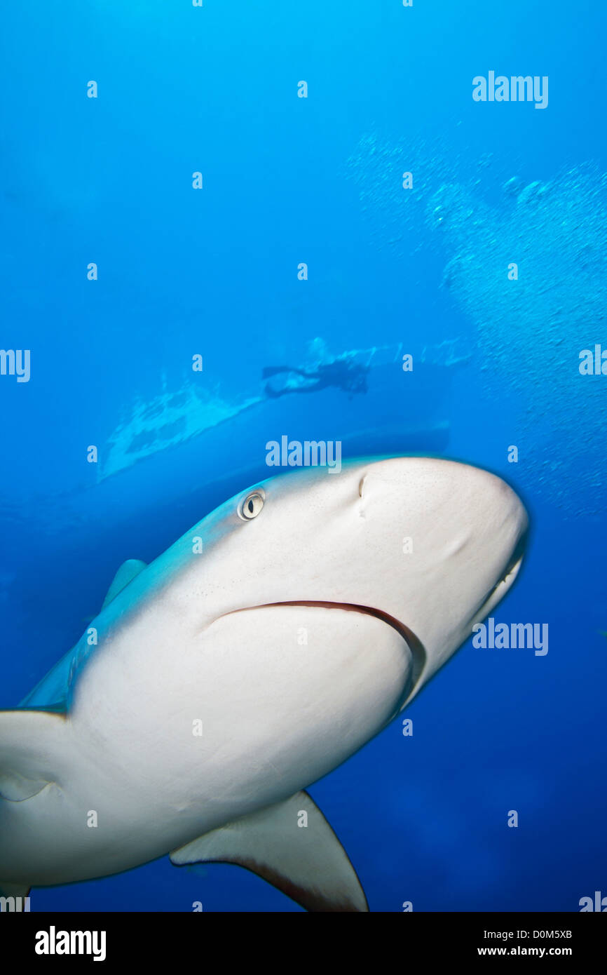 Caribbean Reef Shark swimming below diver and boat Stock Photo - Alamy