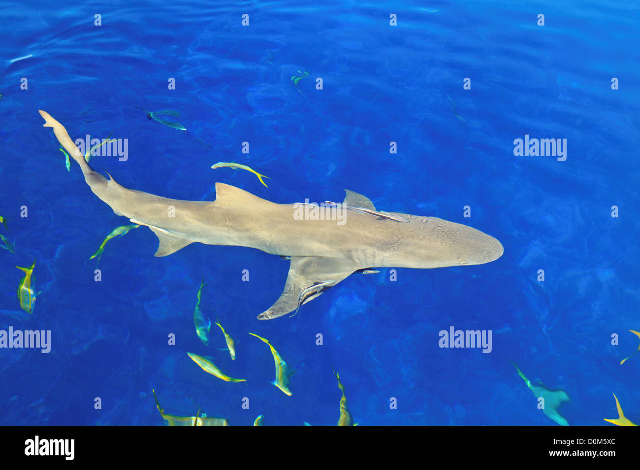 Lemon Shark, Negaprion brevirostris, swims at the surface Stock Photo ...