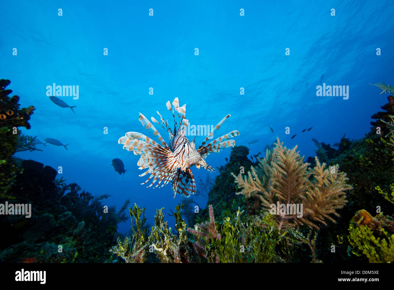 Indo pacific species hi-res stock photography and images - Alamy