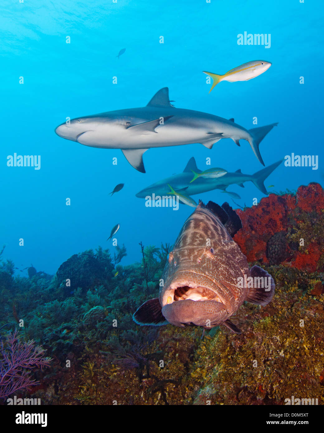 Nassau Grouper, Epinephelus striatus, swimming among sharks Stock Photo ...