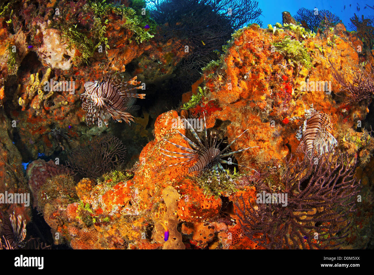 Indo pacific species hi-res stock photography and images - Alamy