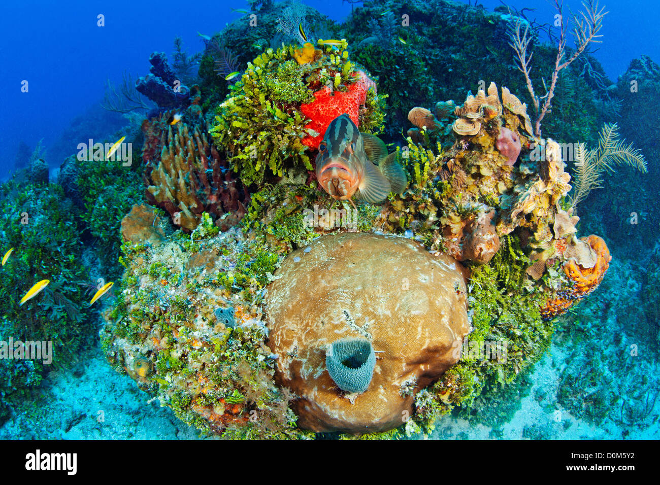 Coral Reef with Grouper Stock Photo - Alamy