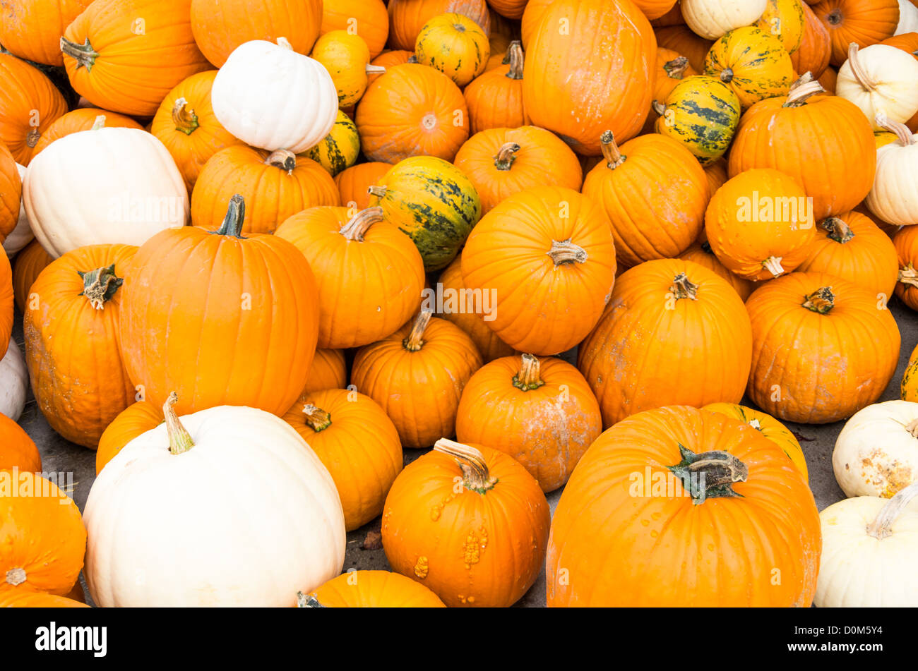 Orange and white pumpkins or squash on display Stock Photo - Alamy
