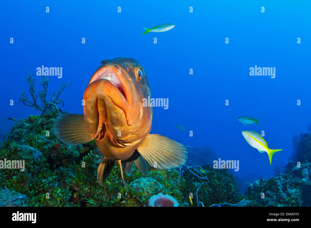 Yellow pectoral fish hi-res stock photography and images - Alamy