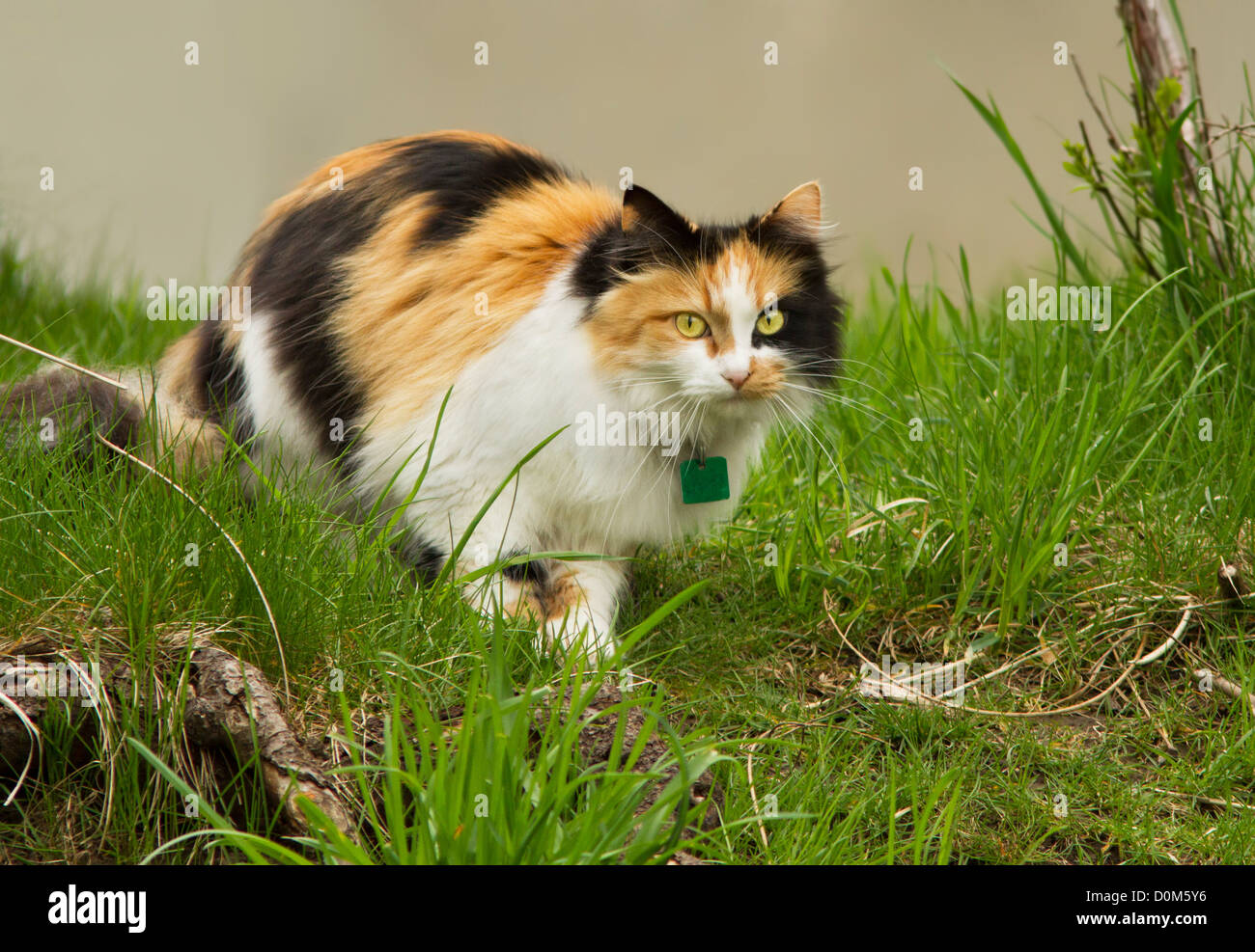 A beautiful tree colored cat in spring Stock Photo - Alamy