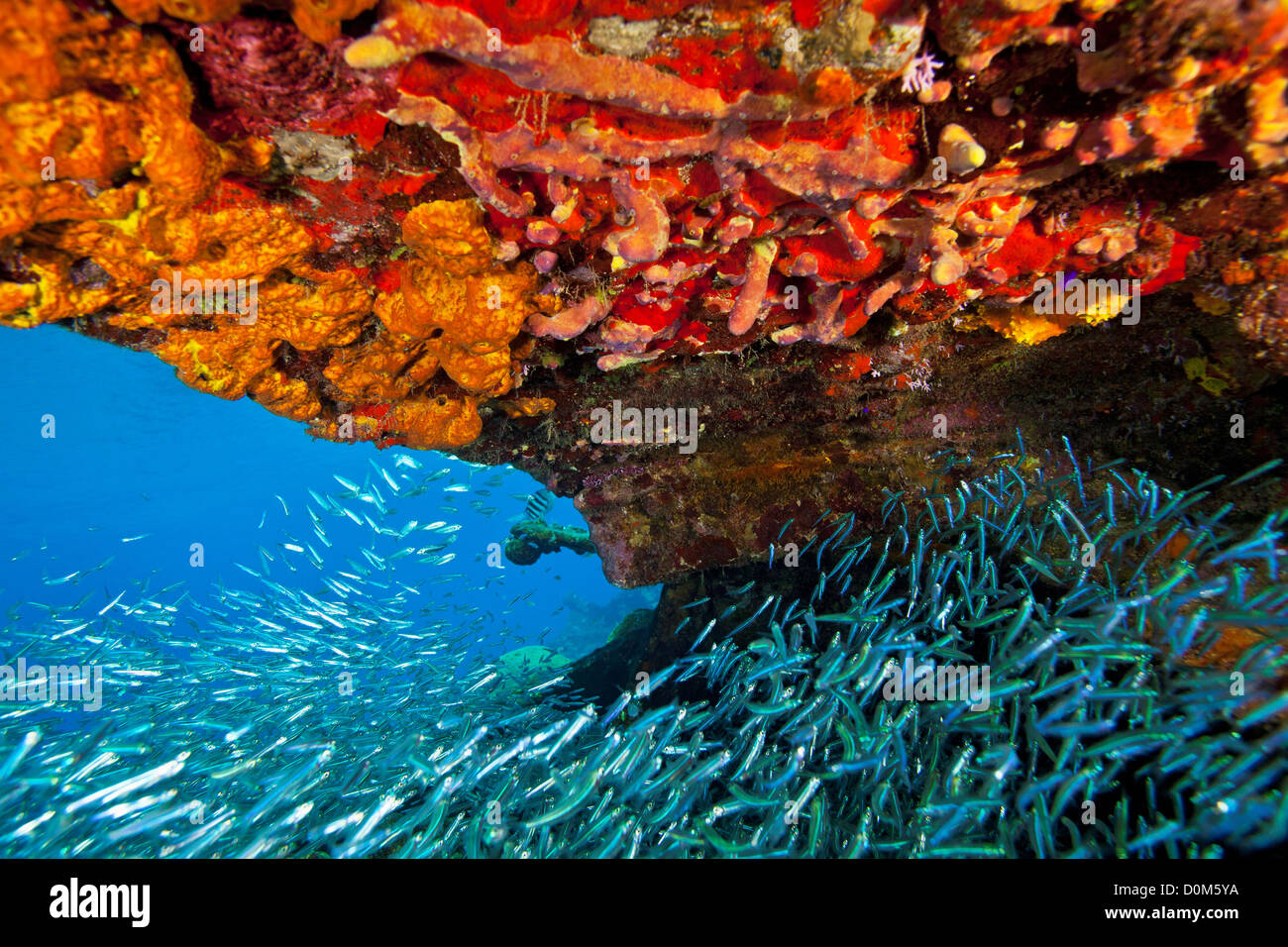 Sugar wreck with school of boga hi-res stock photography and images - Alamy