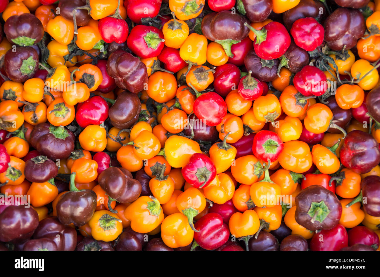 Fresh colorful display of hot peppers Stock Photo - Alamy
