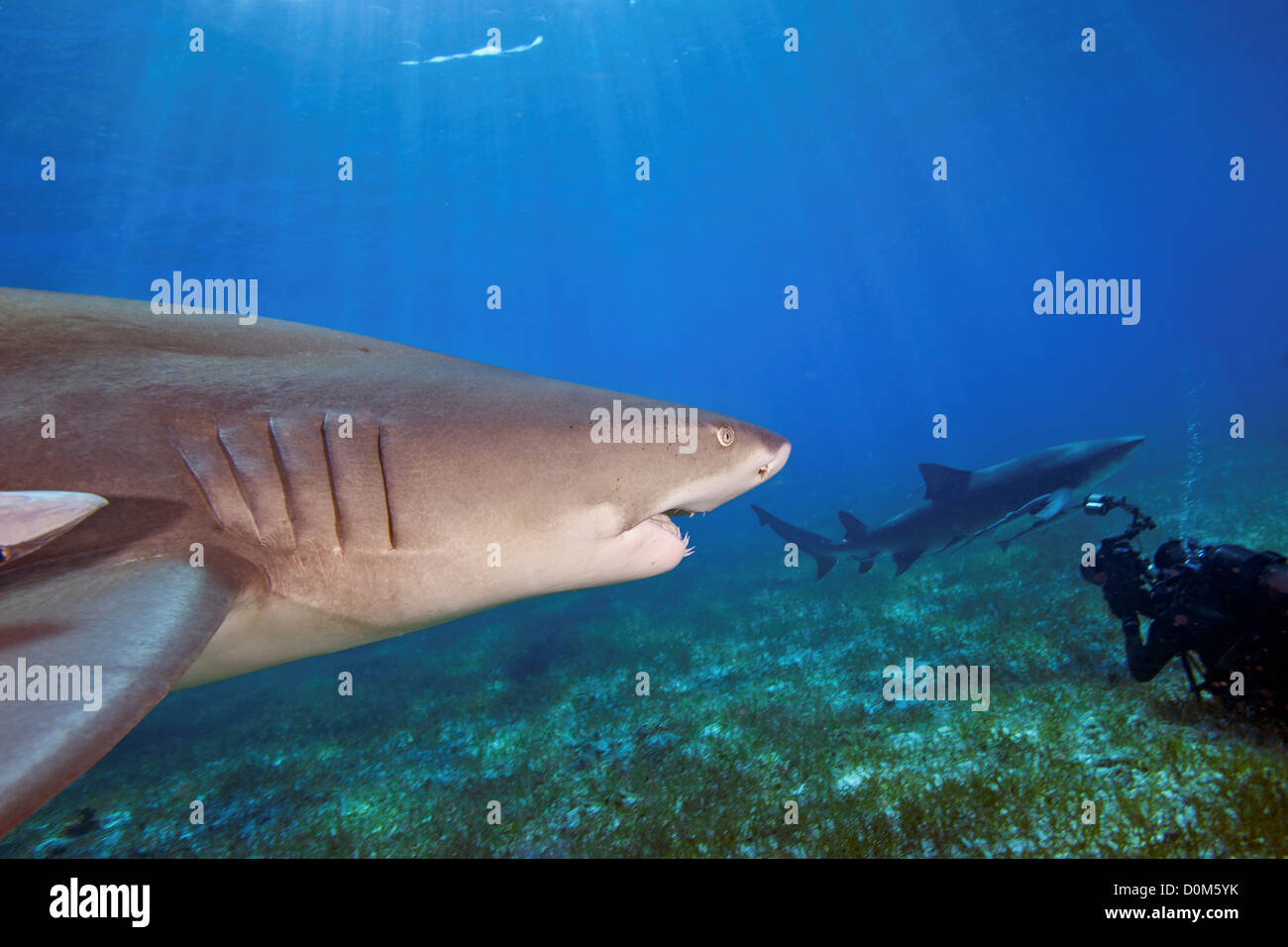 Negaprion brevirostris teeth hi-res stock photography and images - Alamy