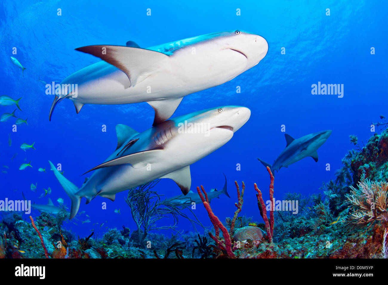 Two Caribbean Reef Sharks, Carcharhinus perezi Stock Photo - Alamy