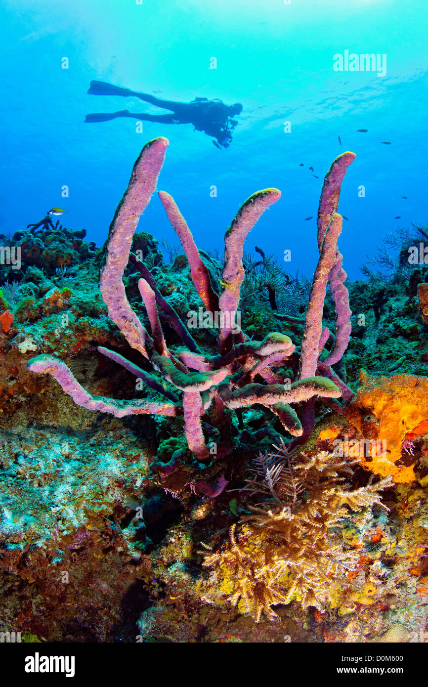 Yellow sponge bahamas hi-res stock photography and images - Alamy