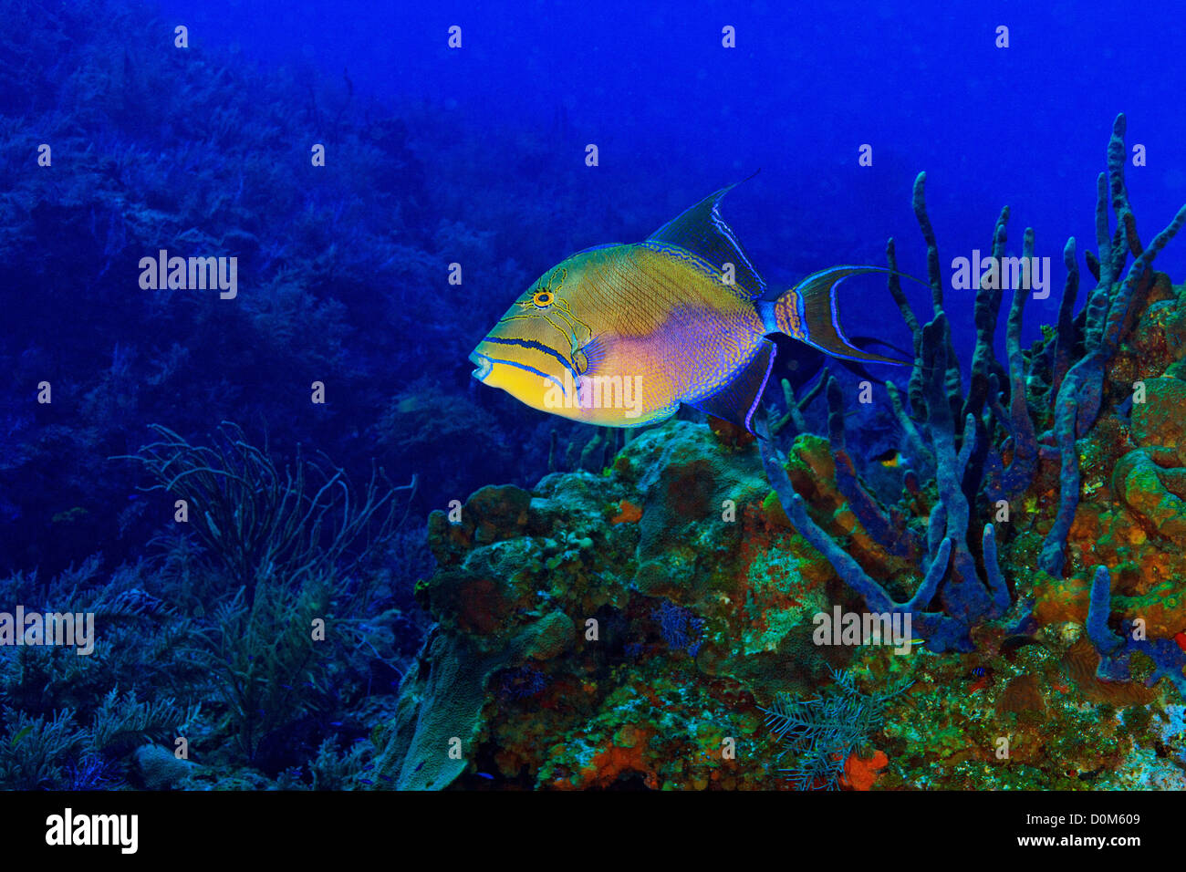 Queen Triggerfish, Balistes vetula Stock Photo - Alamy
