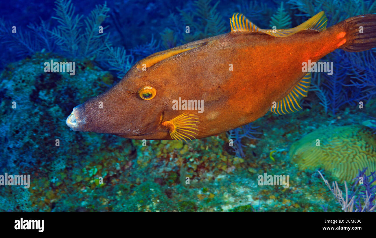 Whitespotted filefish hi-res stock photography and images - Alamy