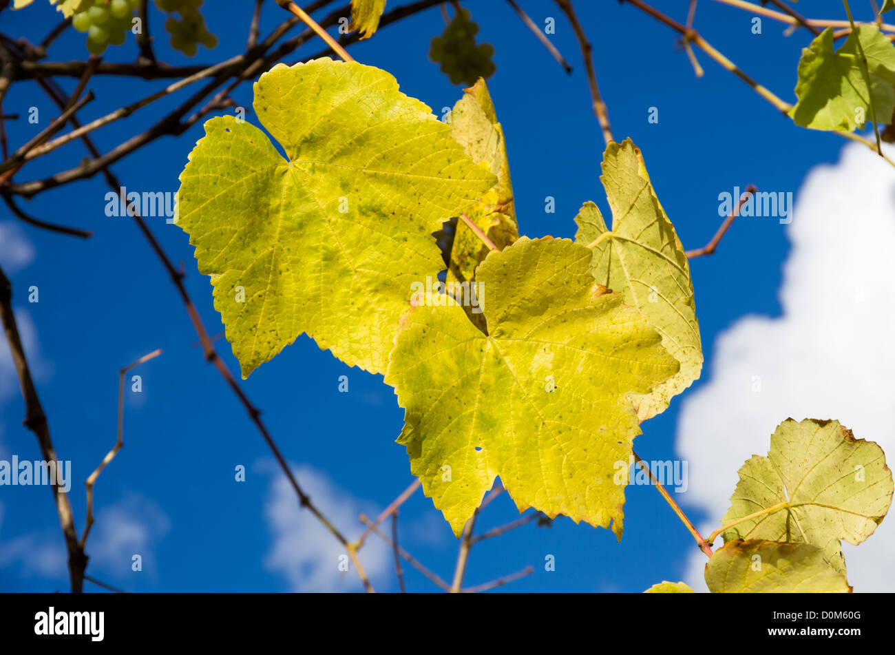 Yellow and blue skies hi-res stock photography and images - Alamy