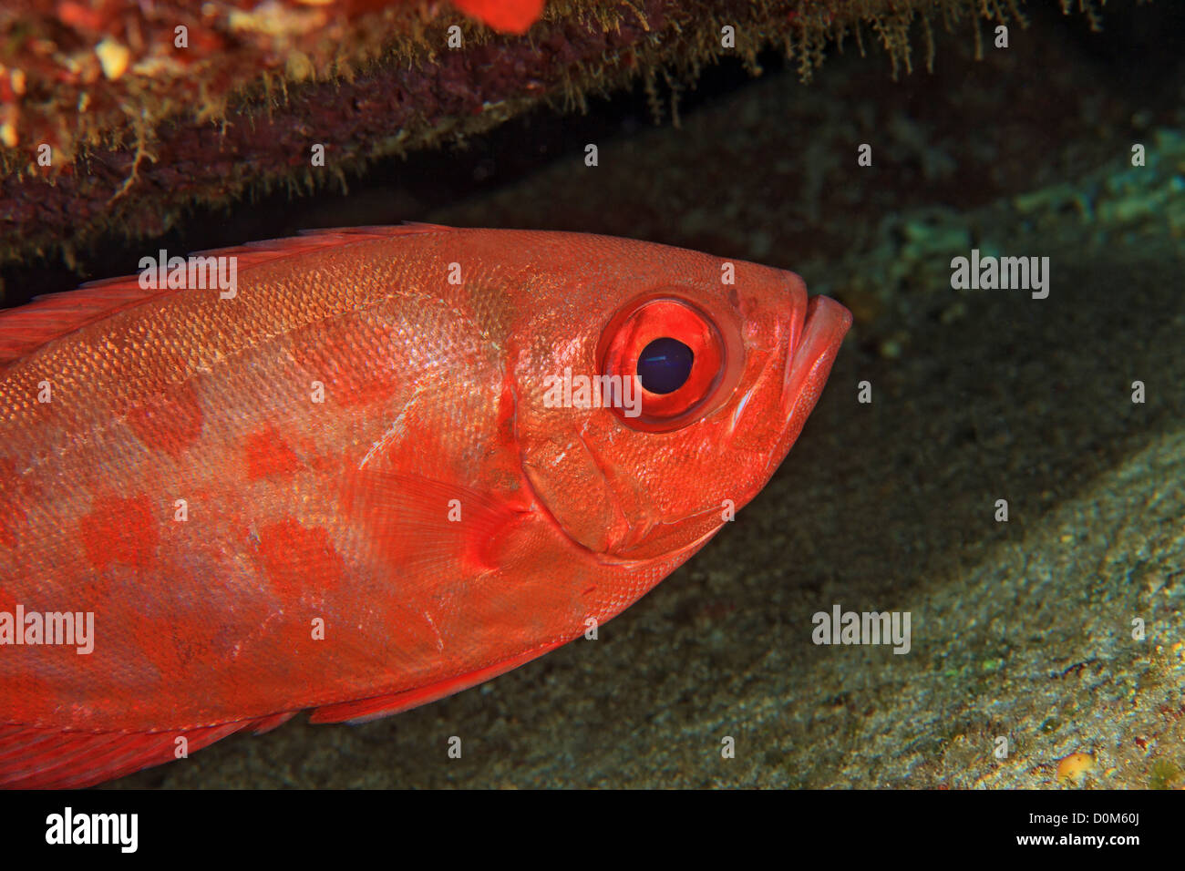 Glasseye Snapper, Heteropriancanthus cruentatus Stock Photo - Alamy